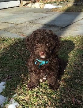 HavaPoo (AKA HavaNoodle) - Sunny Day Puppies