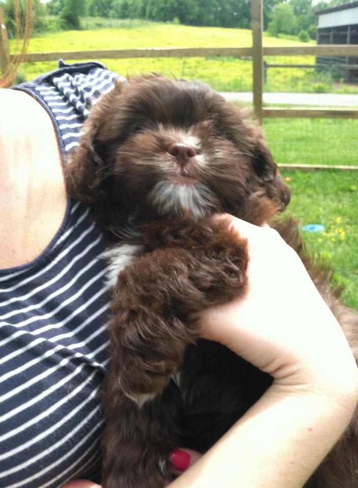 shihpoo pup - Sunny Day Puppies