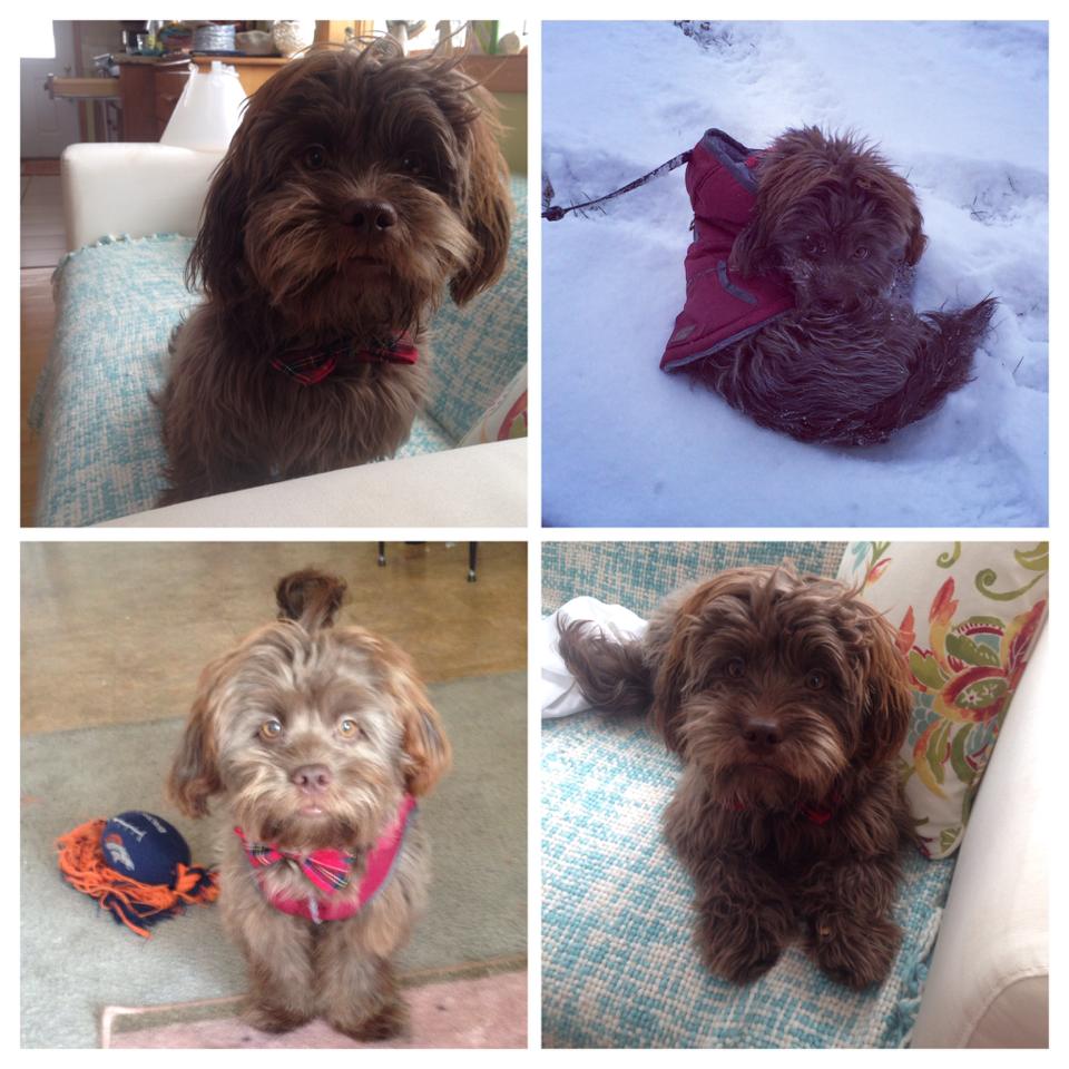 SplashPup - Sunny Day Puppies