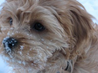 HavaPoo (AKA HavaNoodle) - Sunny Day Puppies