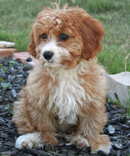 HavaPoo (AKA HavaNoodle) - Sunny Day Puppies