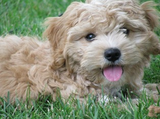 HavaPoo Puppies - Sunny Day Puppies