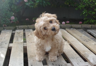 HavaPoo Puppies - Sunny Day Puppies