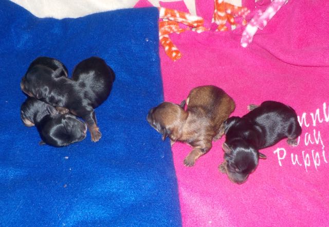 DSCN6768 - Sunny Day Puppies
