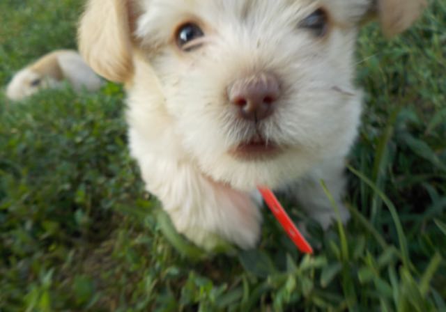 DSCN7788 - Sunny Day Puppies