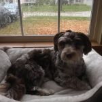 HavaPoo (AKA HavaNoodle) - Sunny Day Puppies