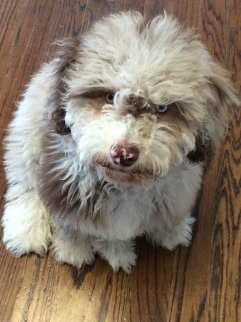 EchoBentleyLawson - Sunny Day Puppies