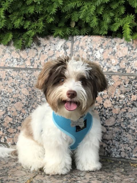 PatchGusMike2 - Sunny Day Puppies