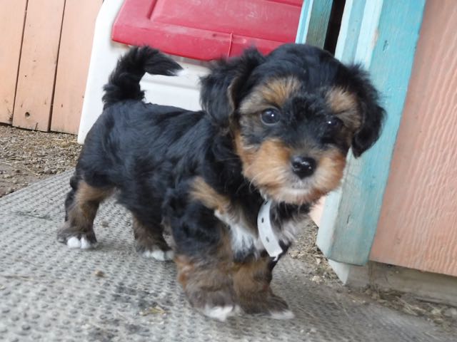 TicTac’s YorkiePoo Puppies | Yorkshire Terrier/Poodle - Sunny Day Puppies