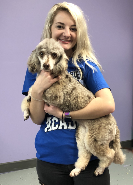 Chocolate Cafe Merle Mini Poodle - Sunny Day Puppies