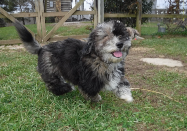 Jingle’s HavaPooKie Puppies | Havanese/Poodle/Yorkshire Terrier - Sunny ...