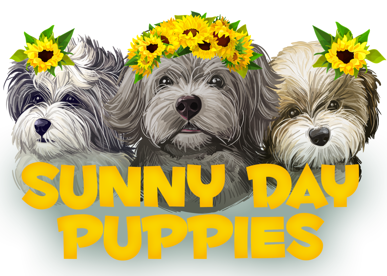 Mini Poodle "PopTart" - Sunny Day Puppies