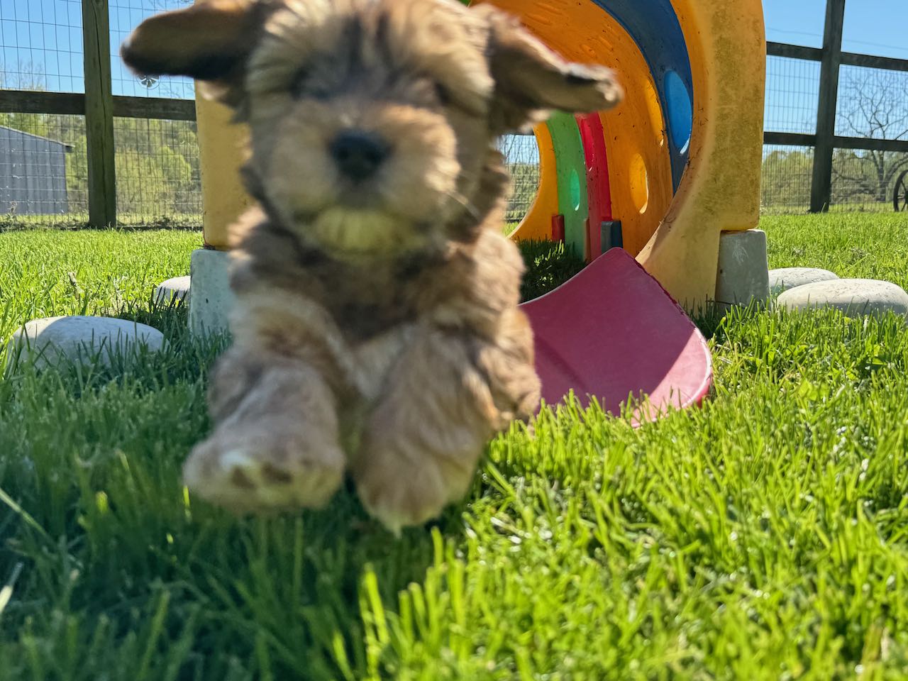 Jingle’s HavaPooKie Puppies | Havanese/Poodle/Yorkshire Terrier - Sunny ...