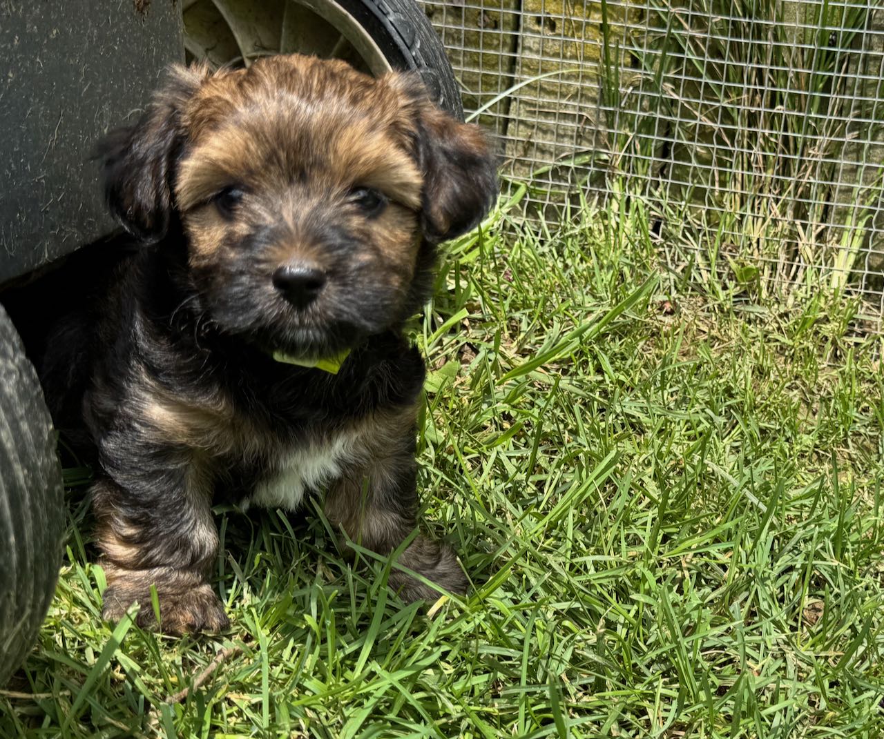 Jingle’s HavaPooKie Puppies | Havanese/Poodle/Yorkshire Terrier - Sunny ...