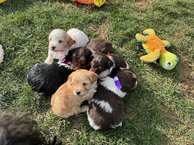 IMG_0516 - Sunny Day Puppies