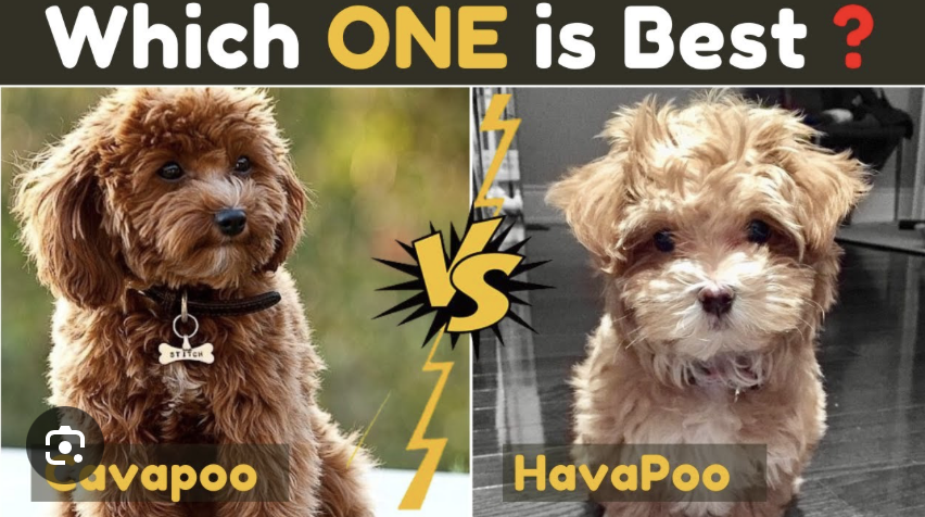 HavaPoo Puppies VS CavaPoo Puppies? - Sunny Day Puppies