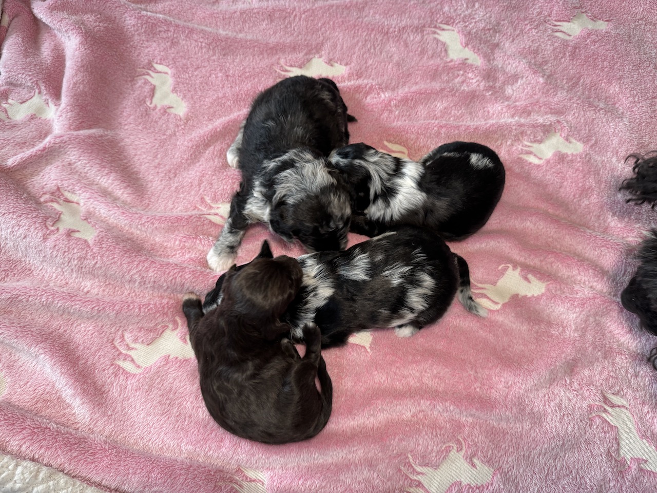 IMG_2480 - Sunny Day Puppies